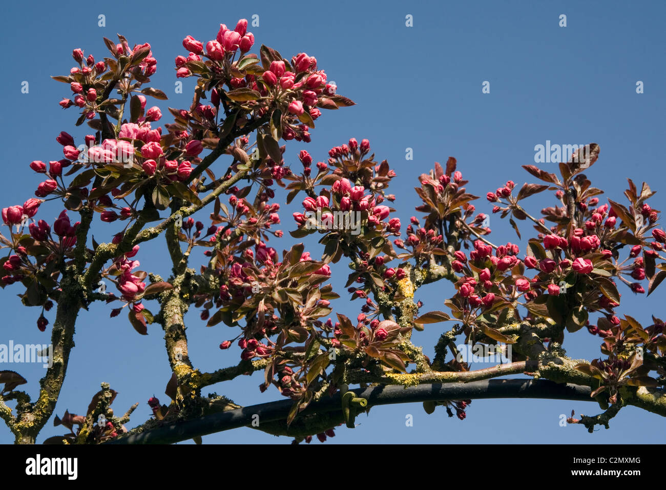 Crab Apple blossom, Malus Maypole Stock Photo - Alamy