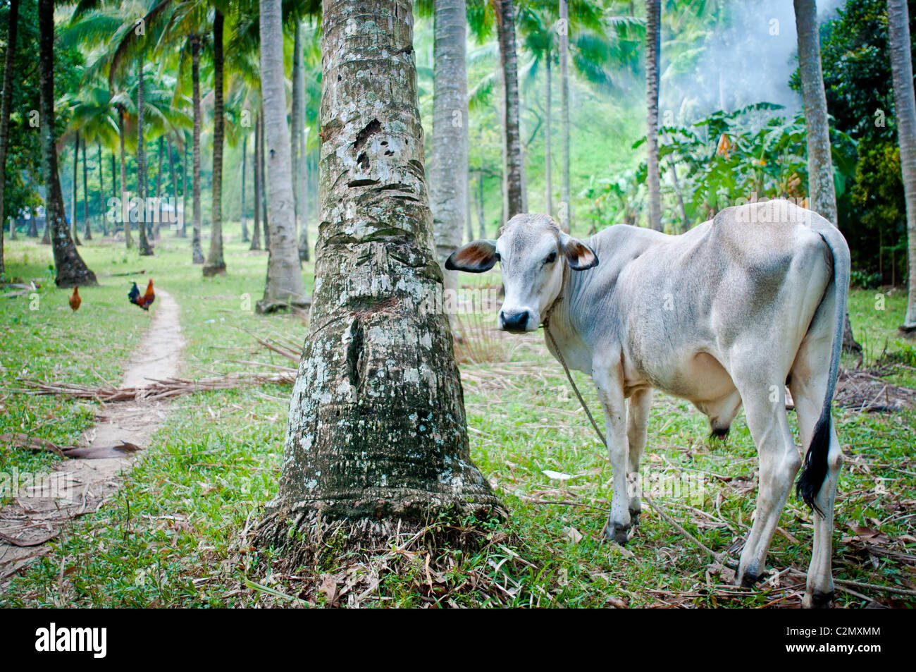 Jungle farm hi-res stock photography and images - Alamy