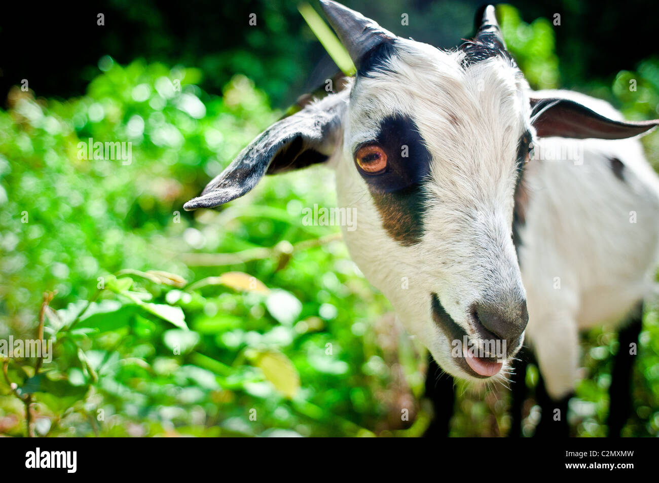 Tied goat hi-res stock photography and images - Alamy