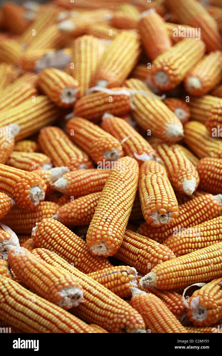 India corn hi-res stock photography and images - Alamy