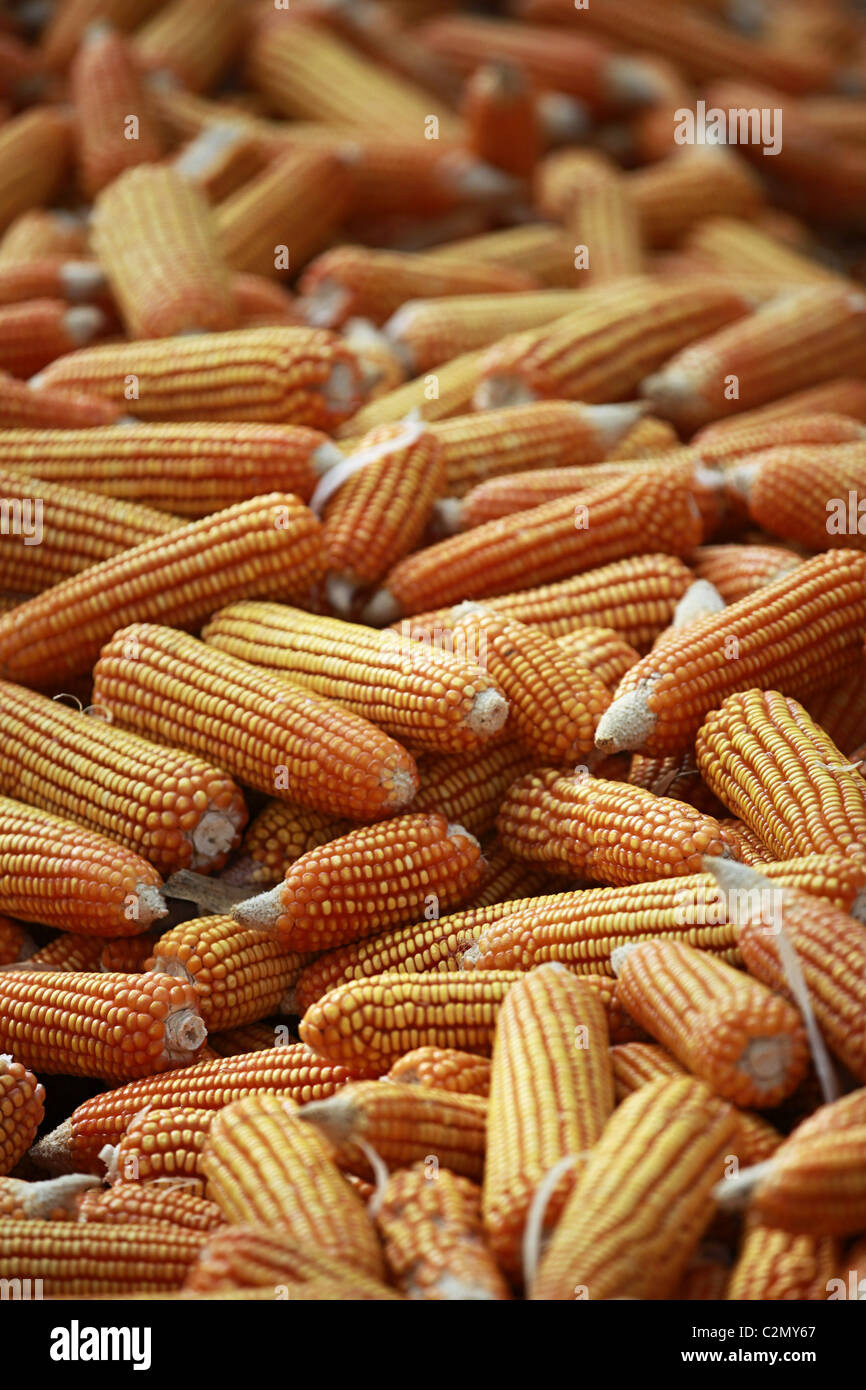 Indian corns hi-res stock photography and images - Alamy