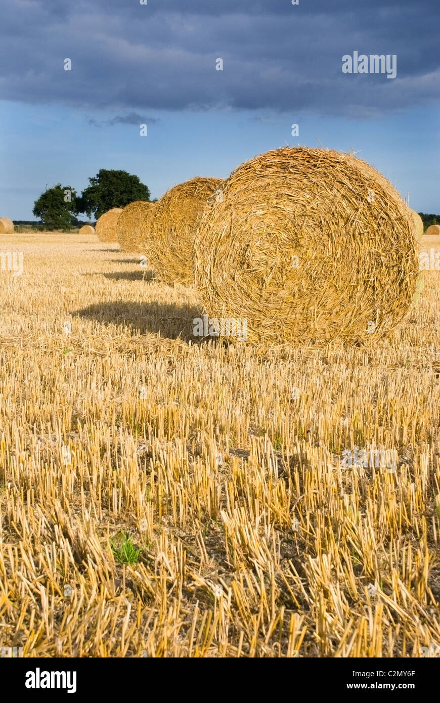 Straw bales. Harvest time. Suffolk. England Stock Photo - Alamy