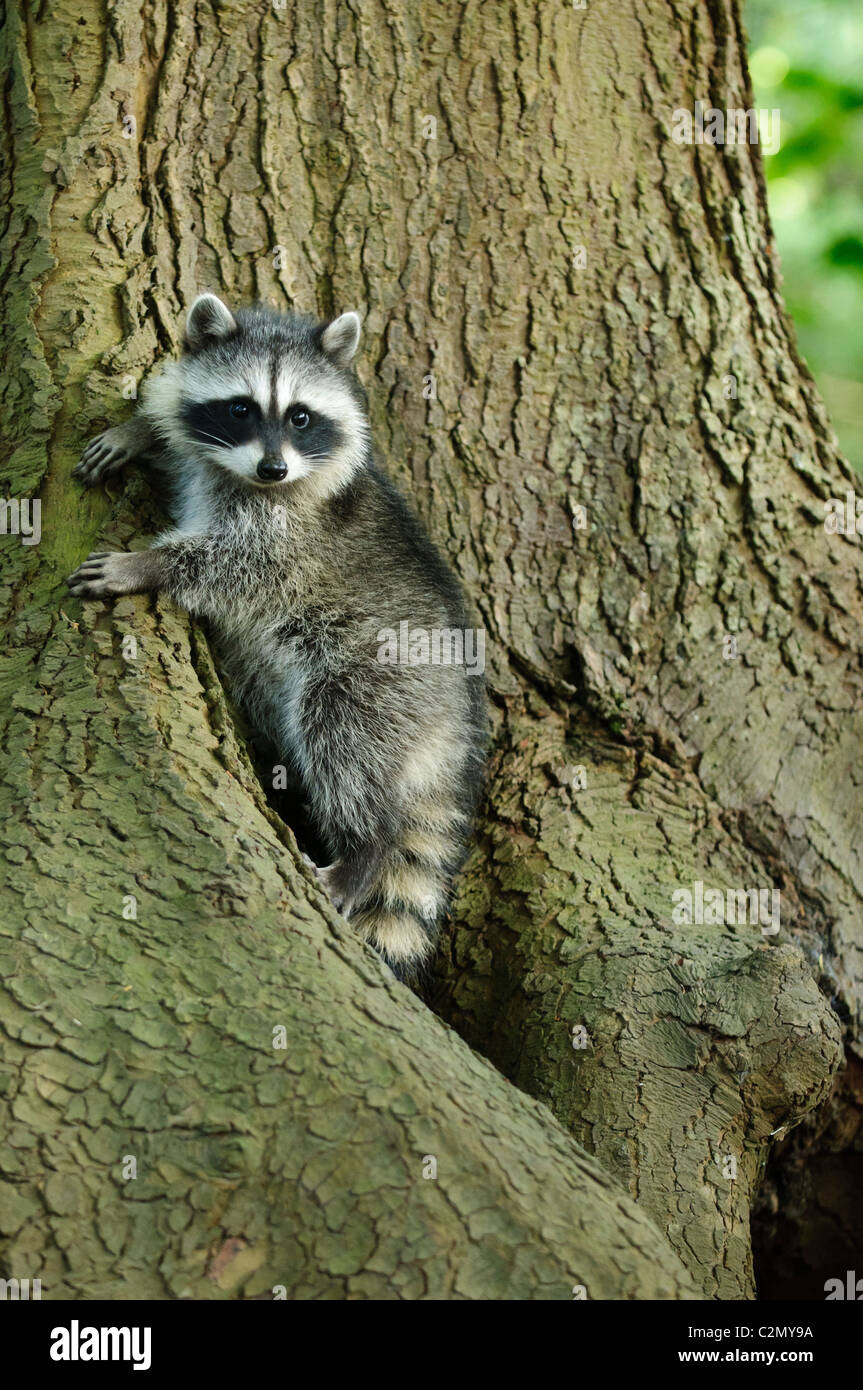 Raccoon procyon lotor climbing a tree hi-res stock photography and ...