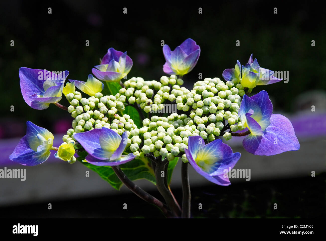 Common hydrangea on black background Stock Photo - Alamy