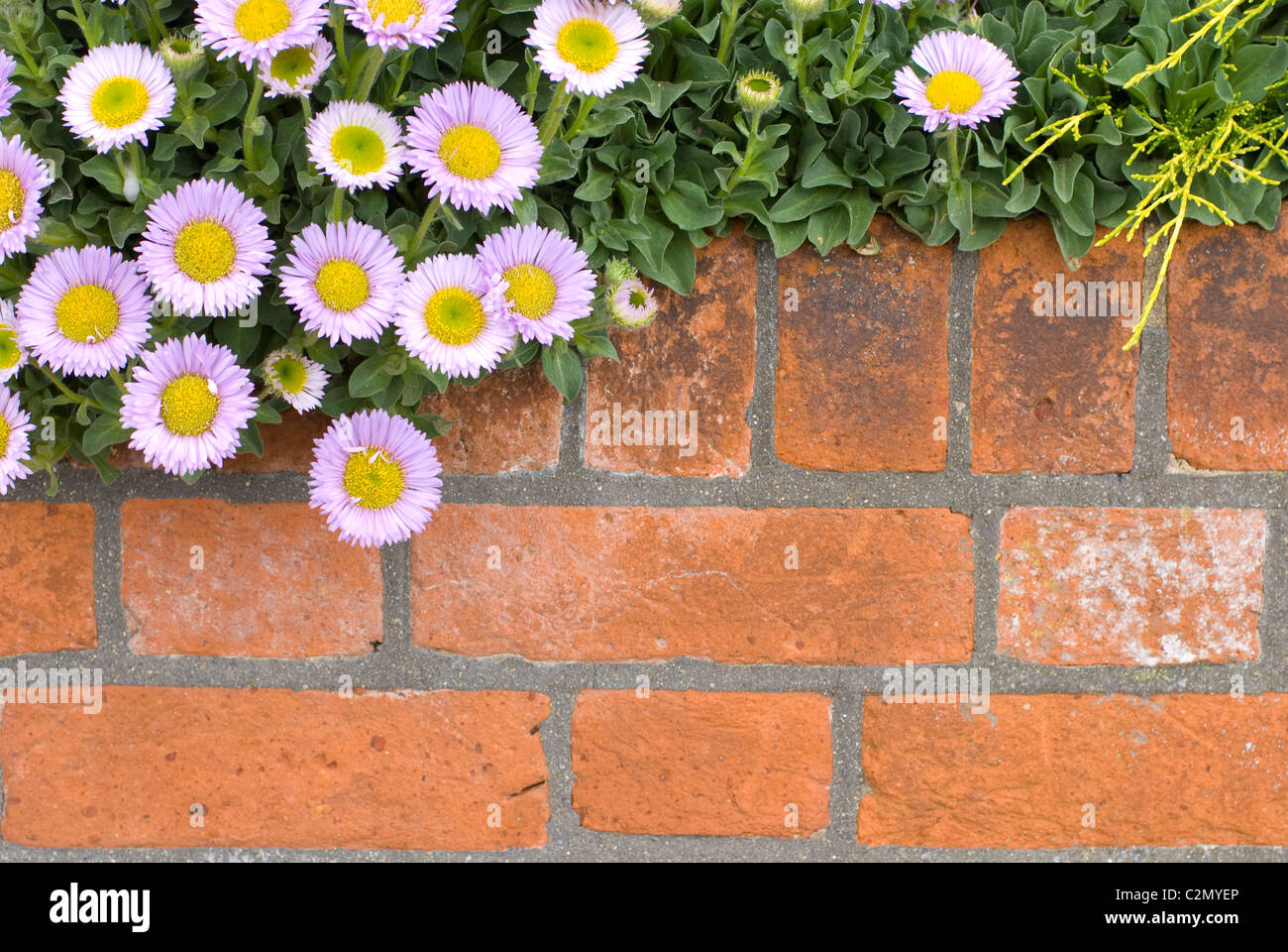 Red brick wall with flowers hi-res stock photography and images - Alamy