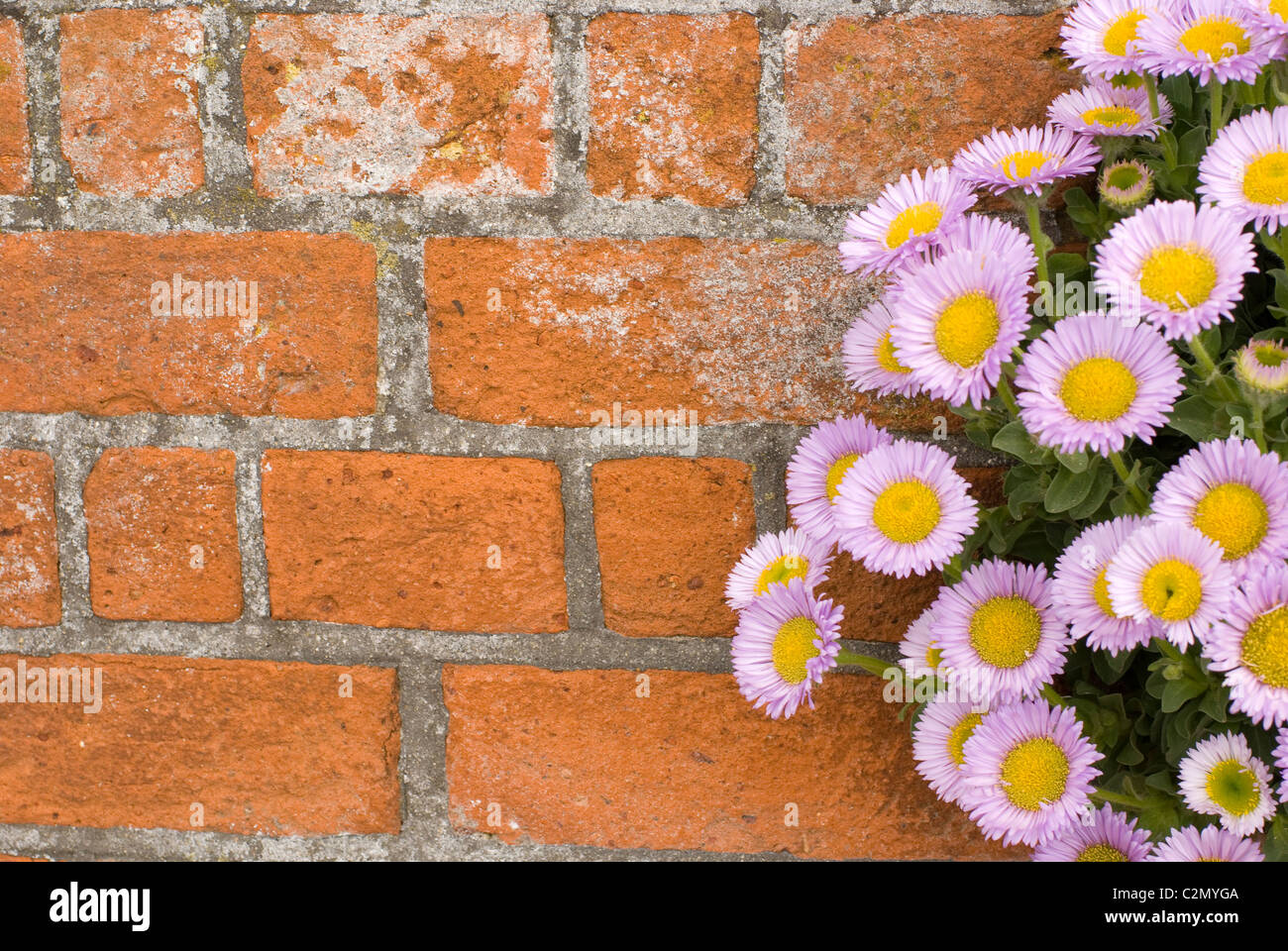 Red brick wall with flowers hi-res stock photography and images - Alamy