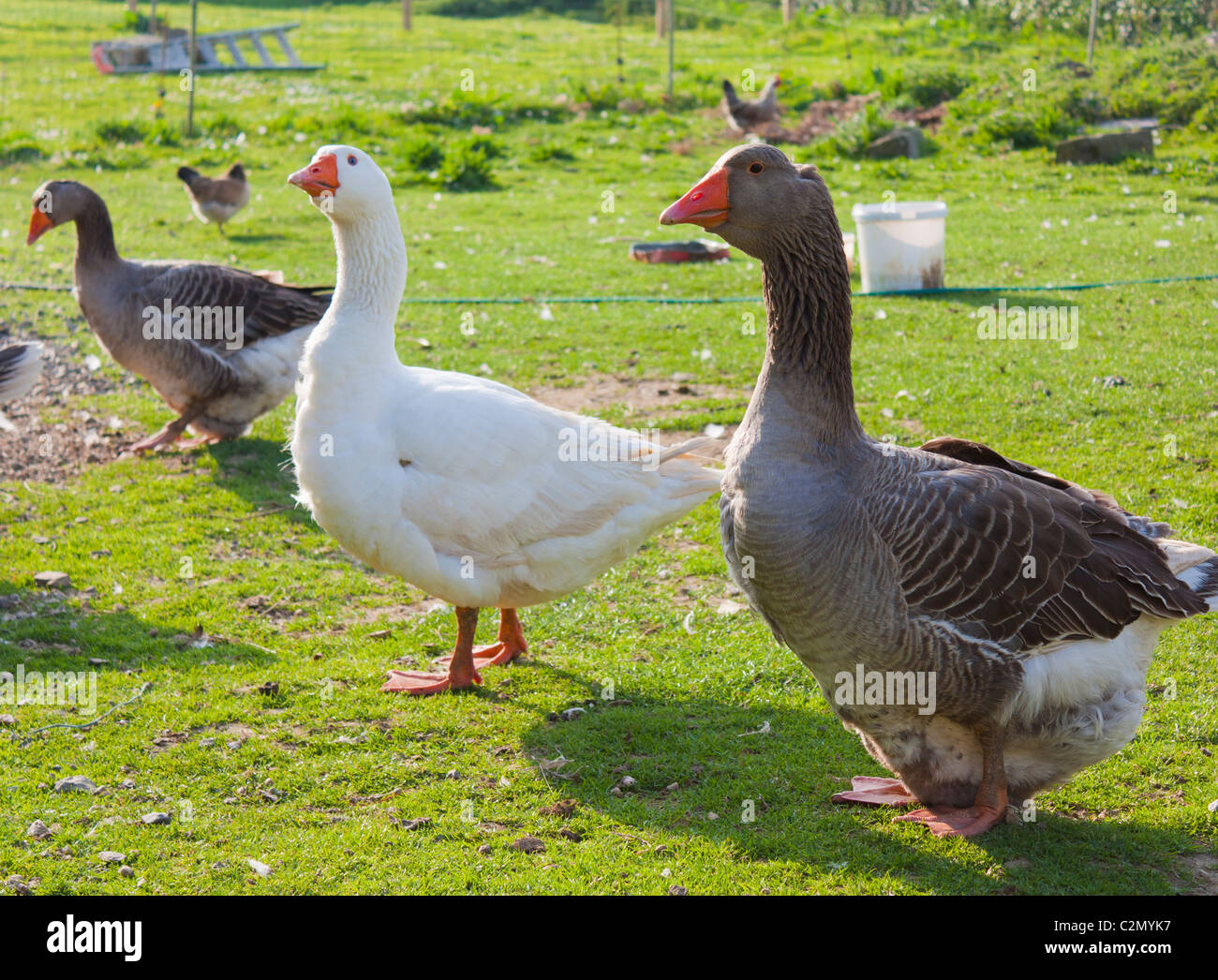 Goose smile hi-res stock photography and images - Alamy