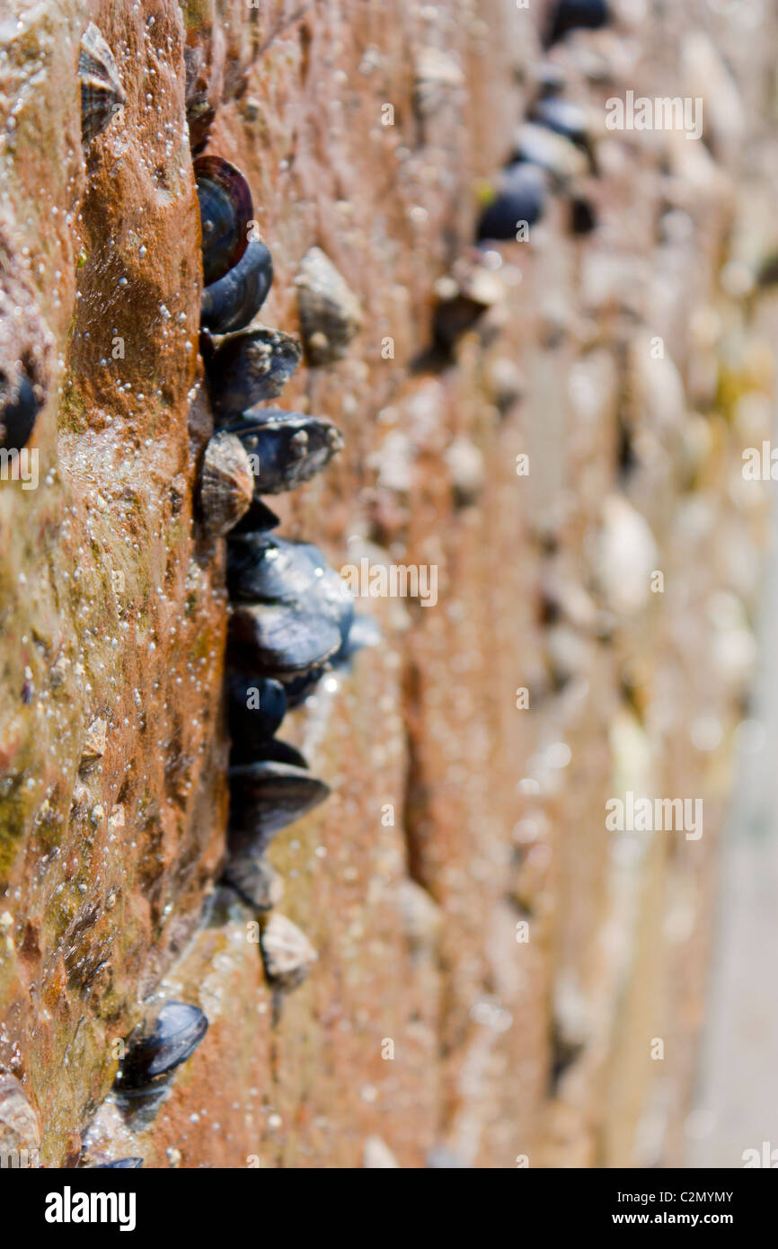 mussels on bricks wall Stock Photo - Alamy