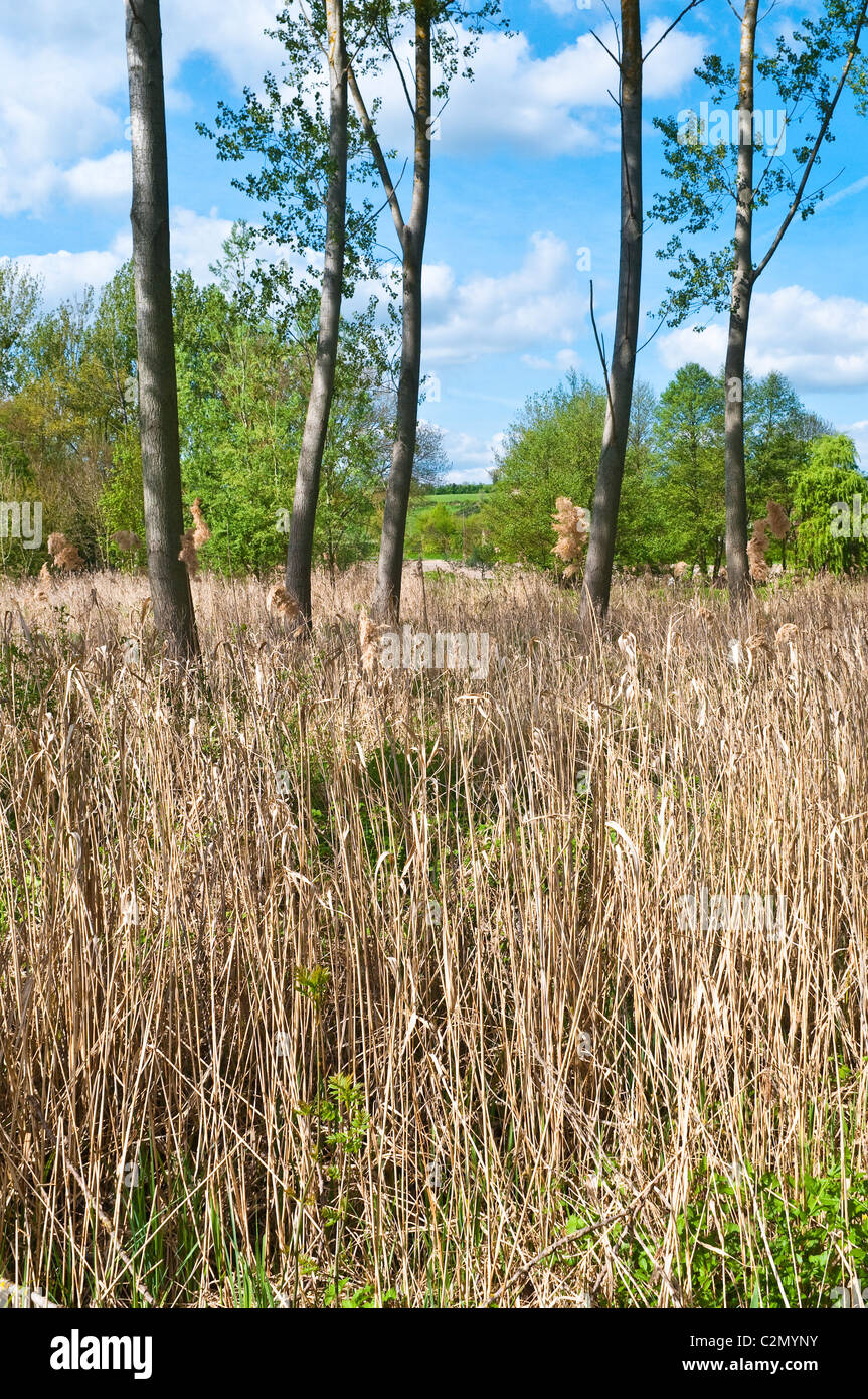 Riverside riverside riverside riverside trees hi-res stock photography ...