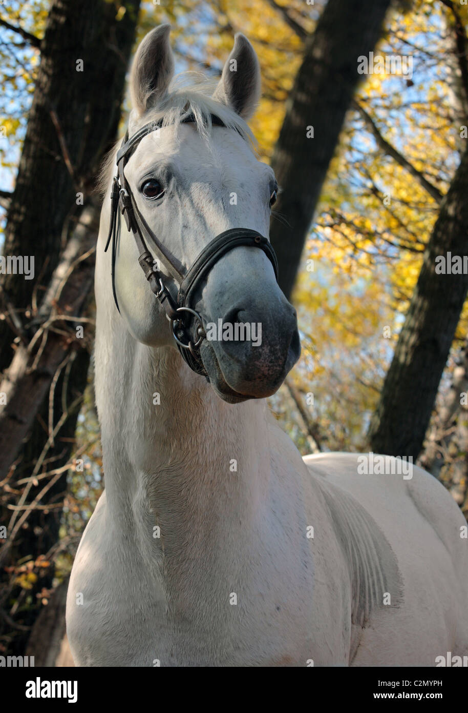 Retrato de caballo blanco hi-res stock photography and images - Alamy