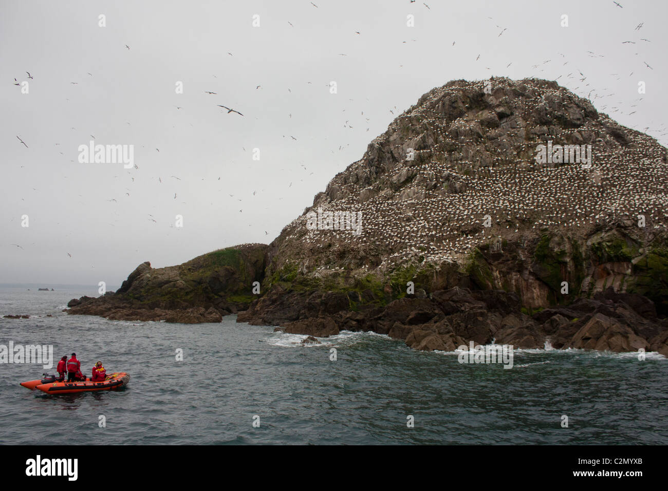 Island of birds,seven islands,Brittany,France Stock Photo - Alamy