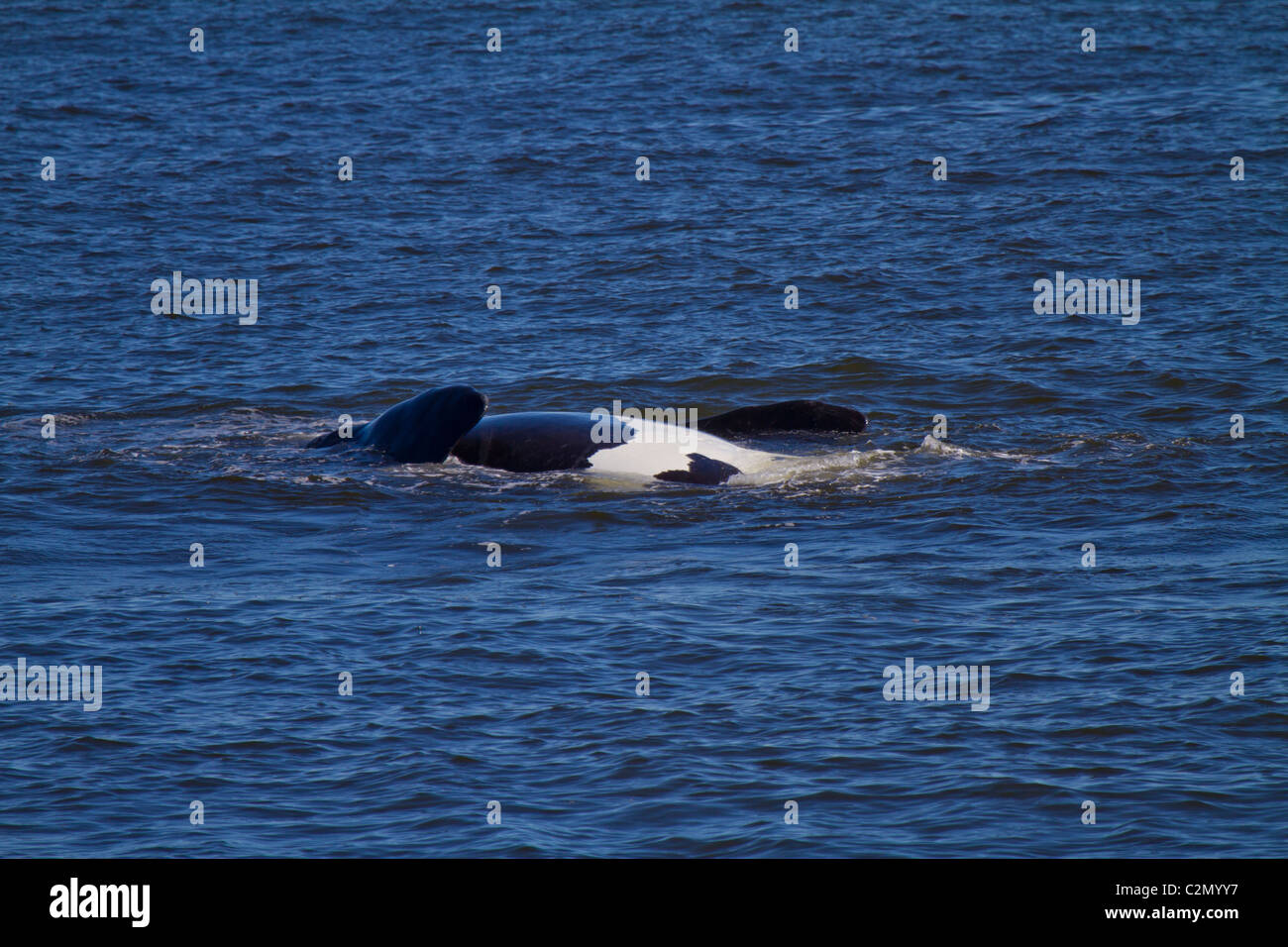 A southern right whale lolls on its back, South Atlantic Ocean Stock ...