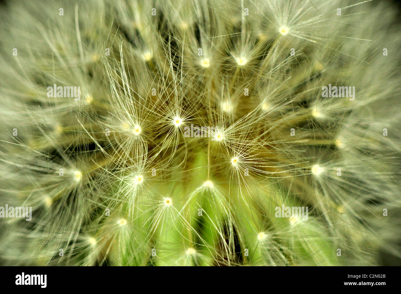 A Dandelion seed pod close up with macro lens Stock Photo - Alamy