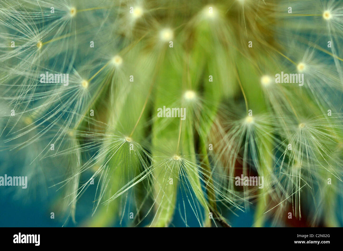 Seed pod hi-res stock photography and images - Alamy