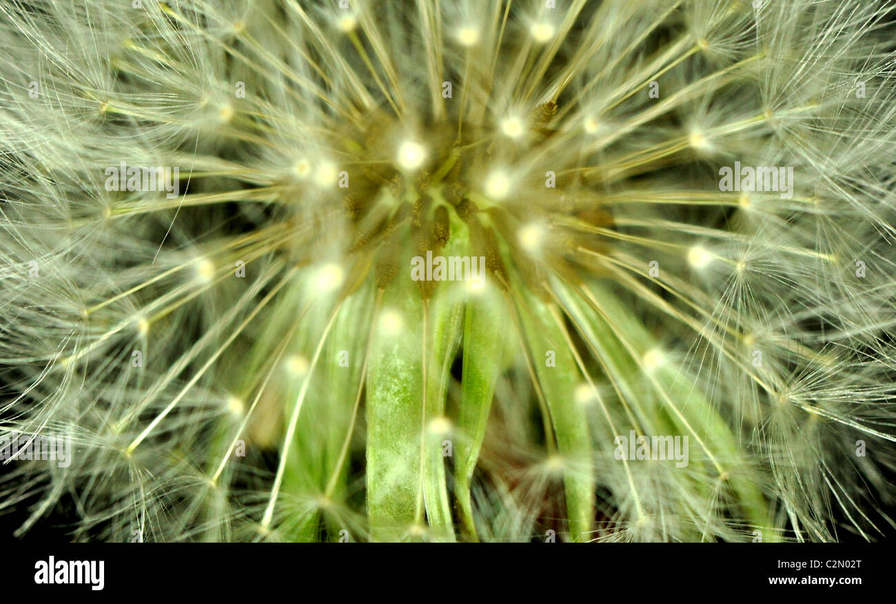 A Dandelion seed pod close up with macro lens Stock Photo - Alamy