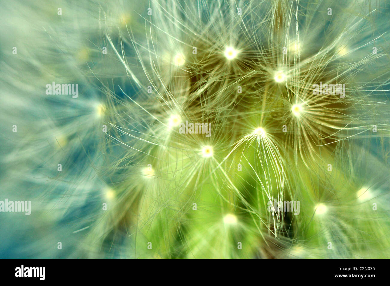 Seed pod hi-res stock photography and images - Alamy
