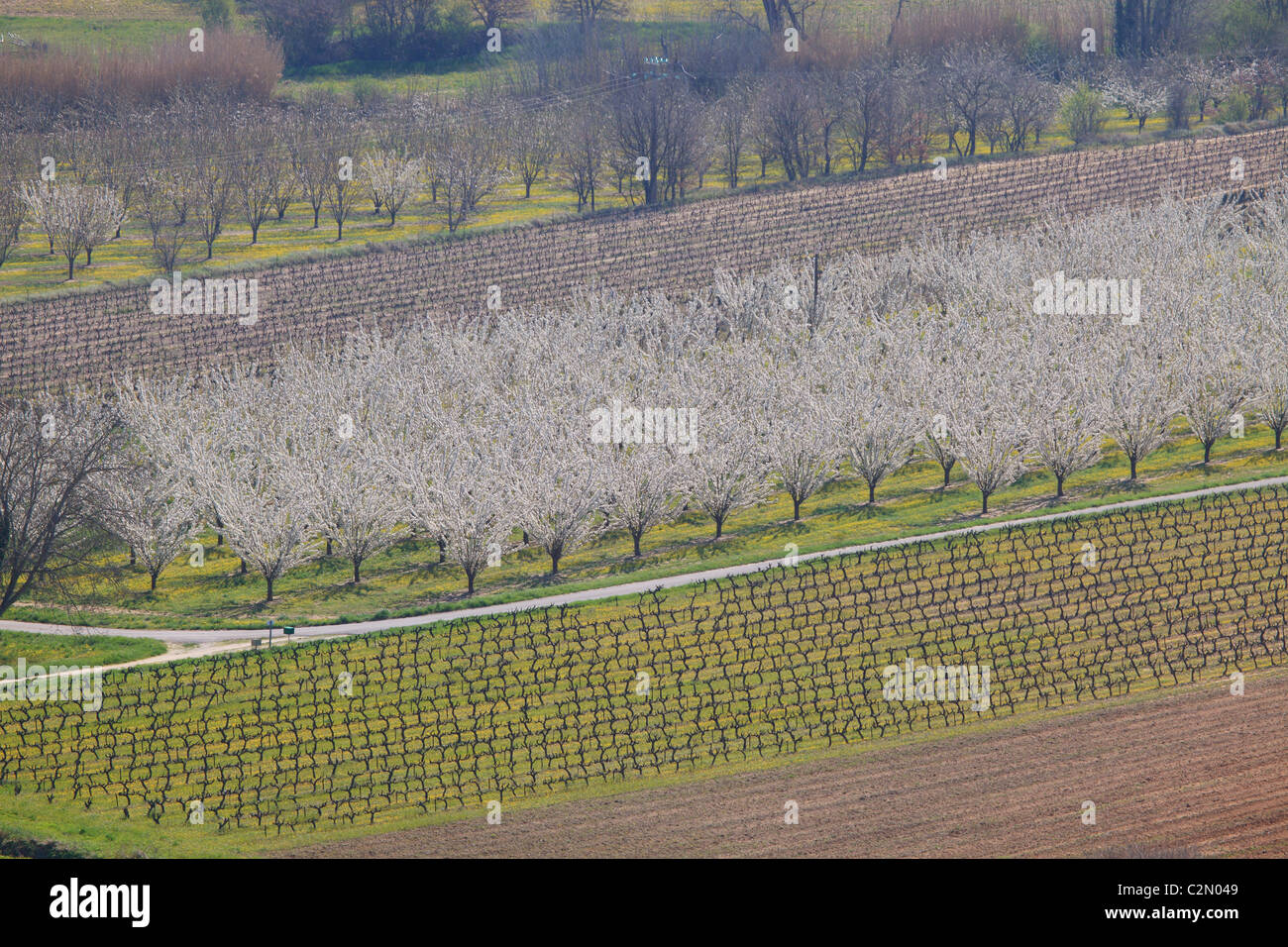 Wine vineyards in spring hi-res stock photography and images - Alamy