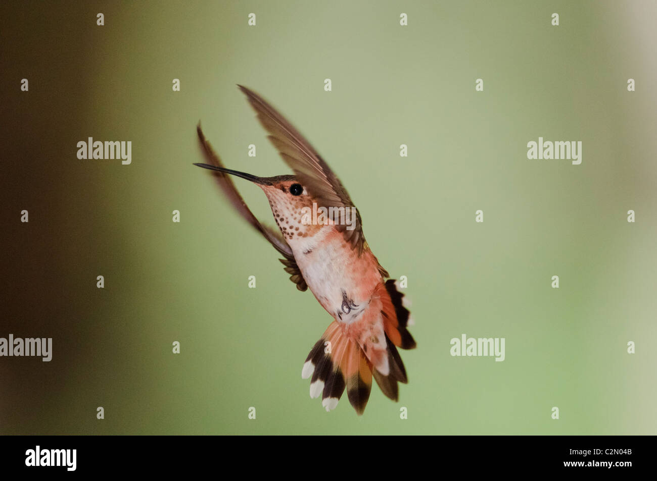 Rufous Hummingbird (Selasphorus rufus) flying Stock Photo - Alamy
