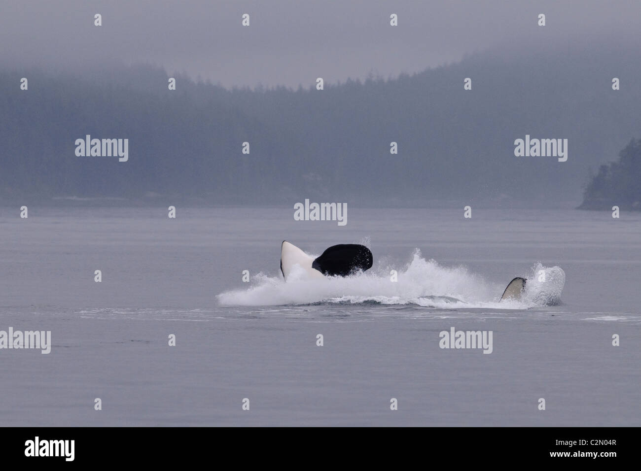 Orca or Killer Whale breaching, jumping, splashing, Vancouver Island ...