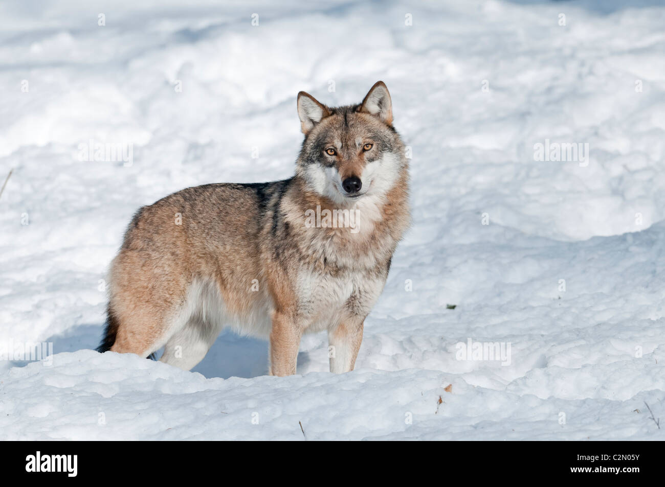 Europäischer Wolf ,Canis lupus, European grey wolf Stock Photo - Alamy