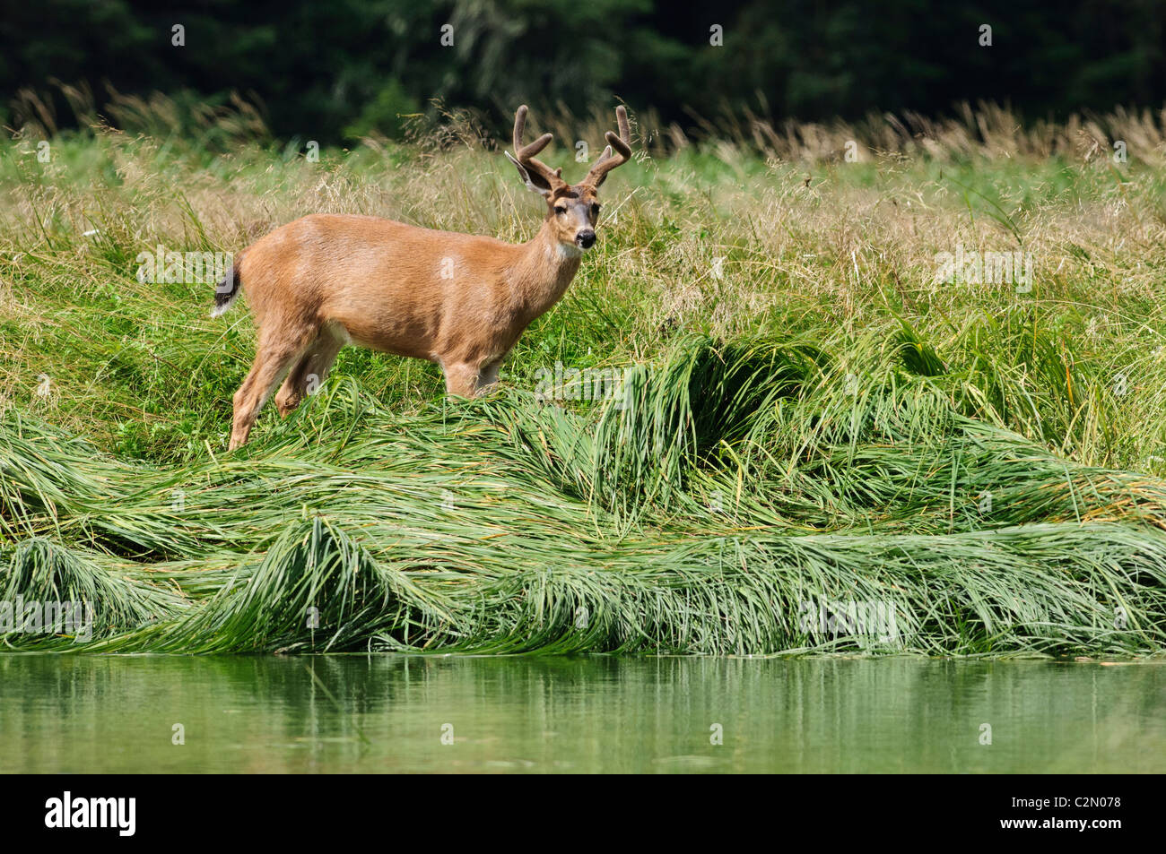 Mule deer, Knight Inlet, British Columbia, Canada Stock Photo - Alamy