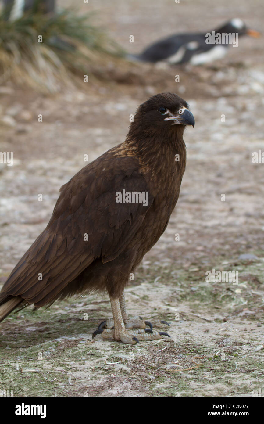 Portrait of a Johnny Rook, Steeple Jason Island, West Falklands Stock ...