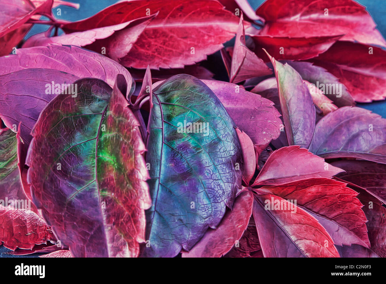 Nice color leaves hi-res stock photography and images - Alamy