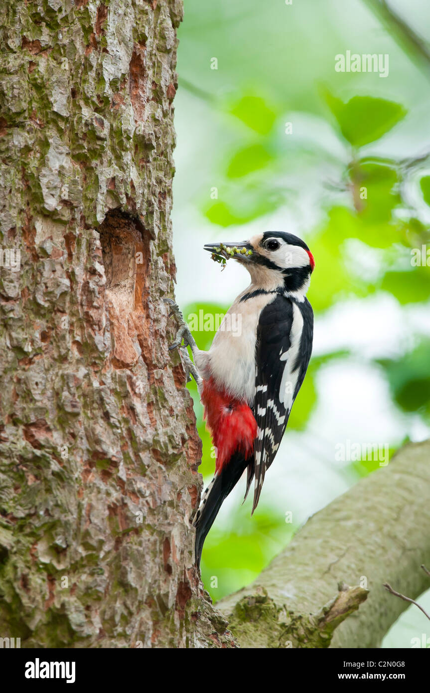 Bunt Specht High Resolution Stock Photography and Images - Alamy