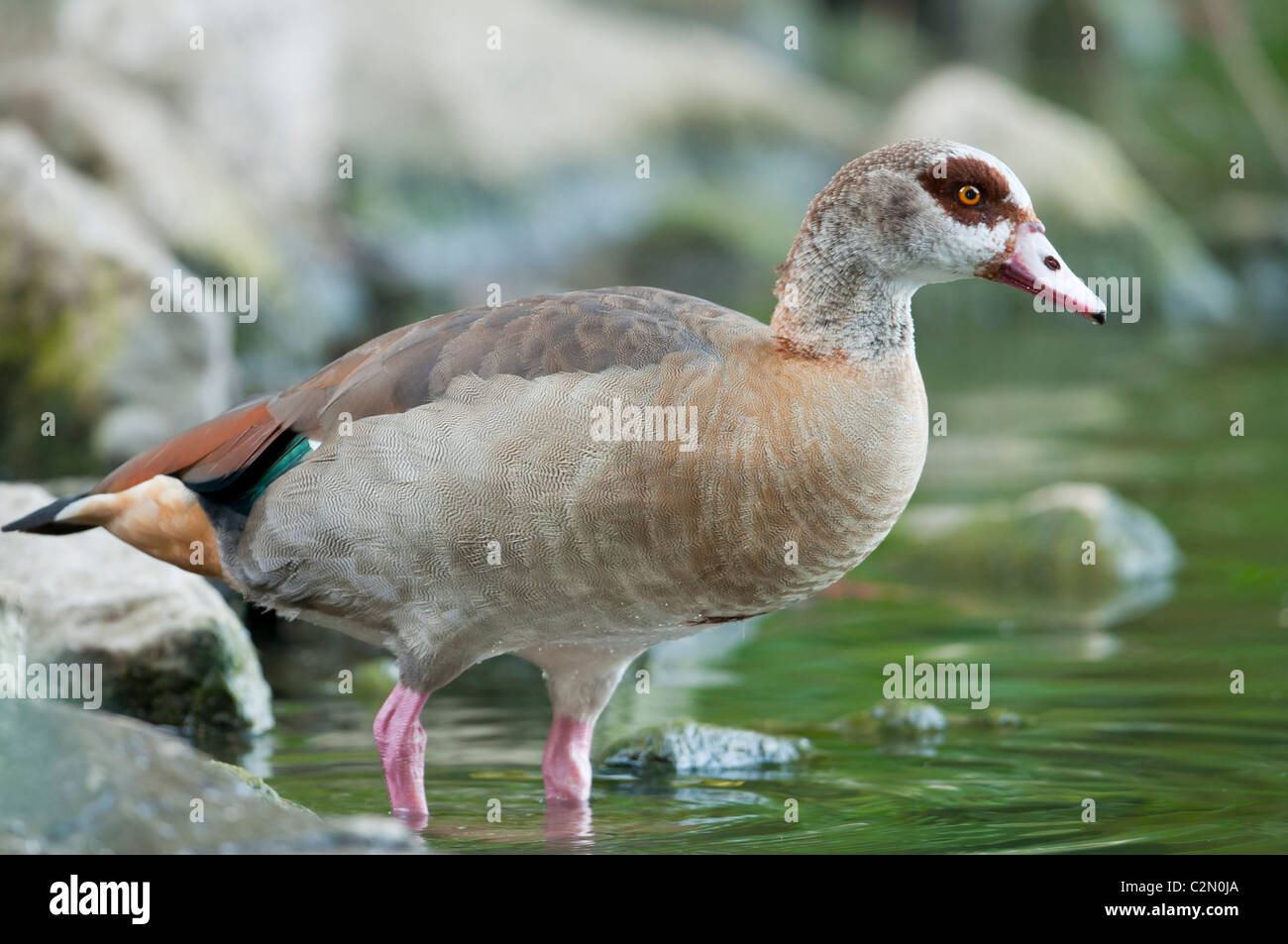 Nilgans, Alopochen aegyptiacus, Egyptian goose Stock Photo - Alamy