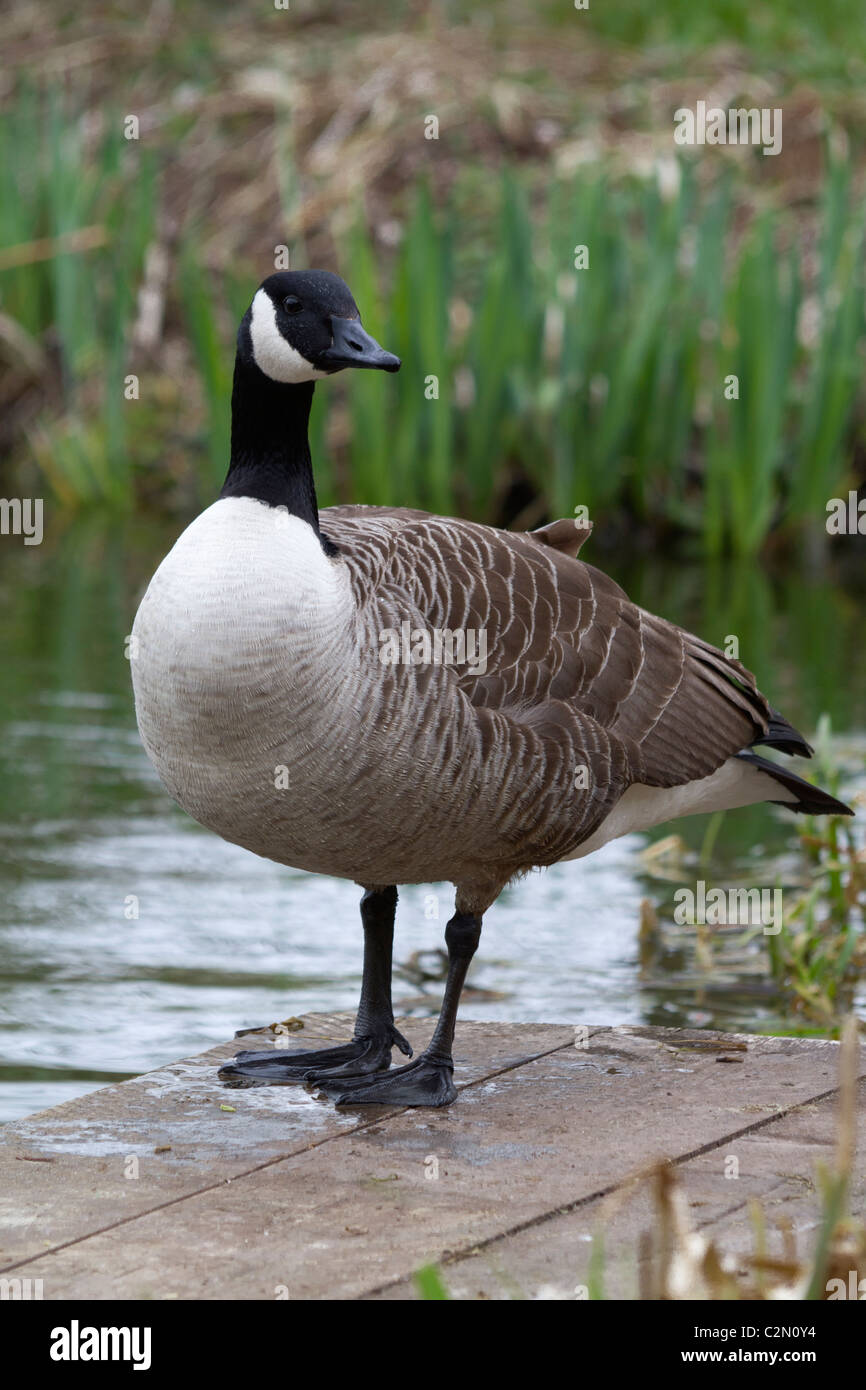 Canadian goose hi-res stock photography and images - Alamy
