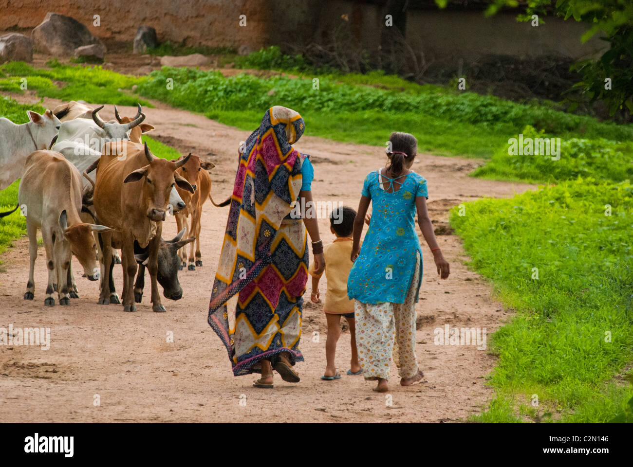 Walking the cows Stock Photo - Alamy