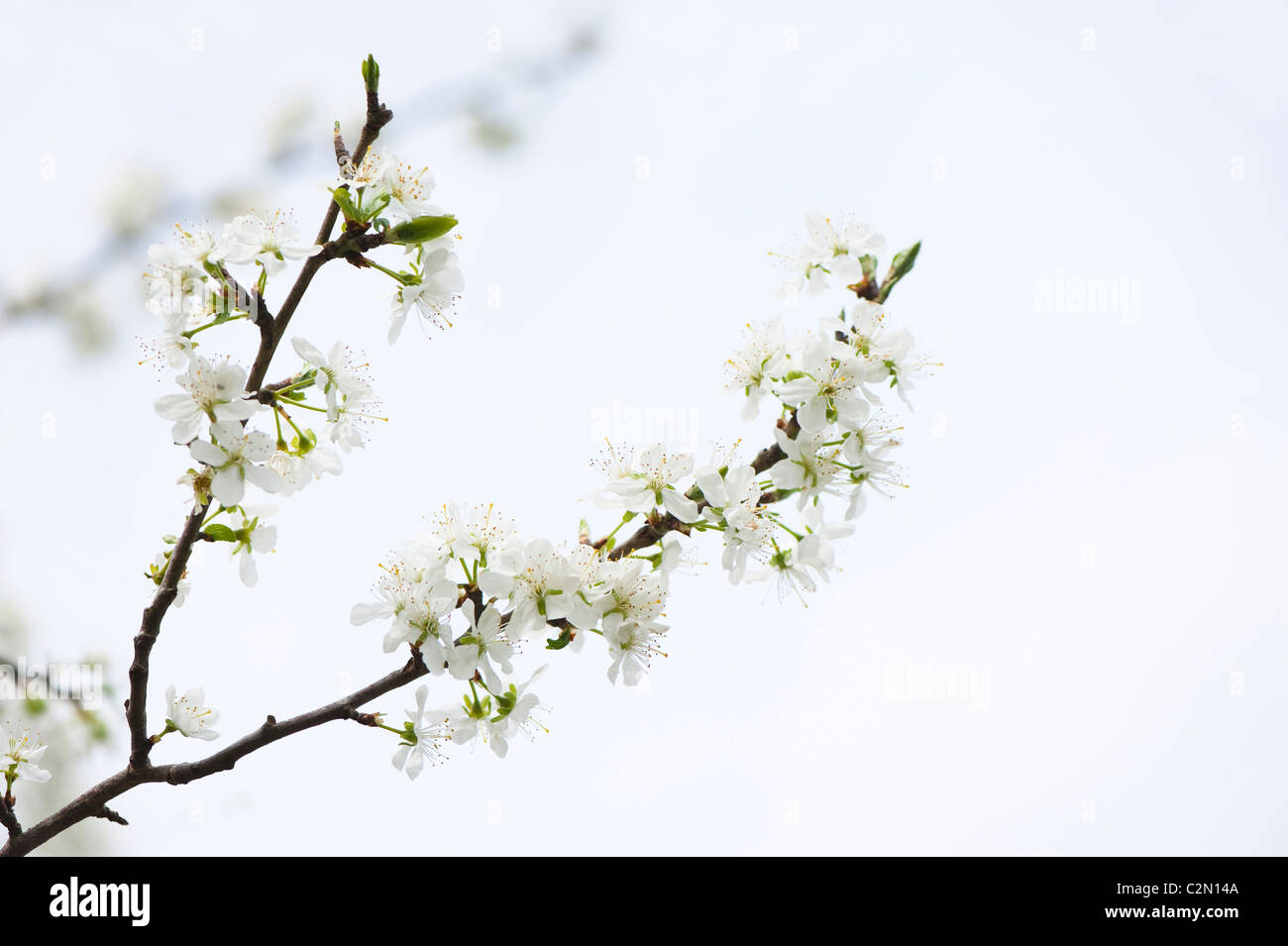 Victoria plum tree united kingdom hi-res stock photography and images ...