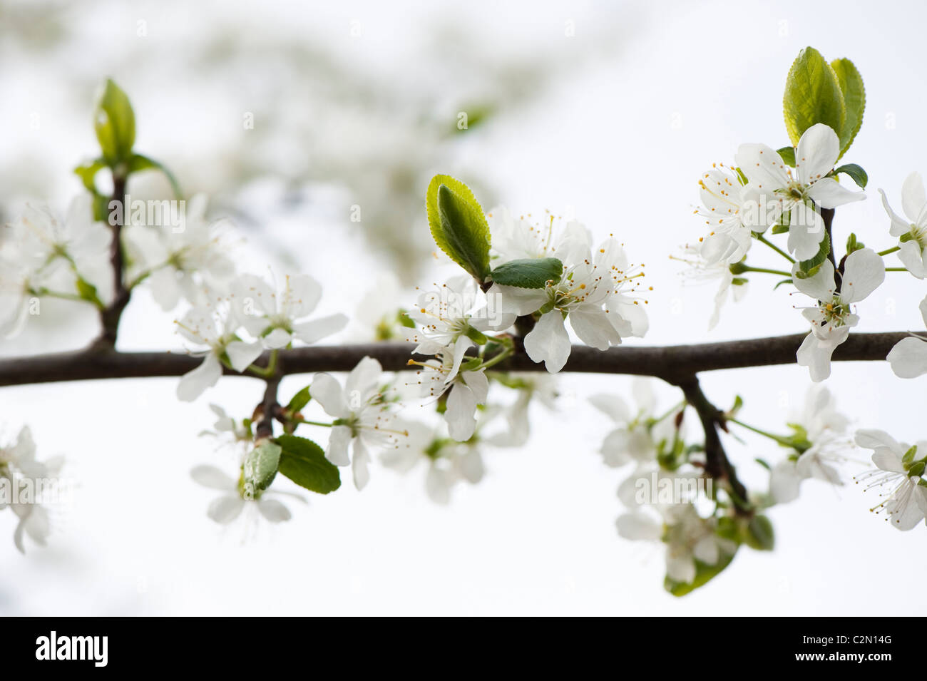 Prunus domestica, Victoria Plum, blossom Stock Photo - Alamy