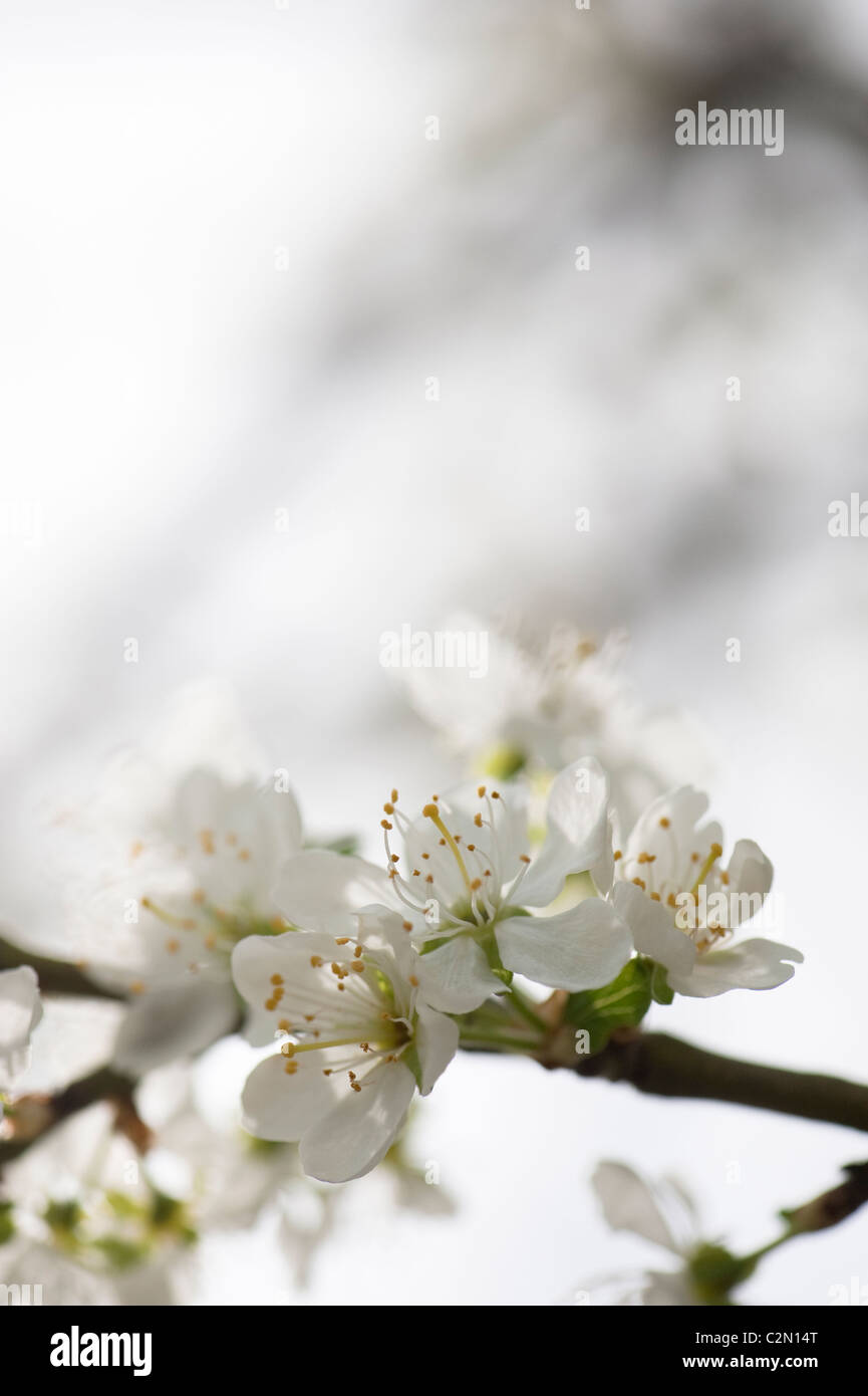 Prunus domestica victoria hi-res stock photography and images - Alamy
