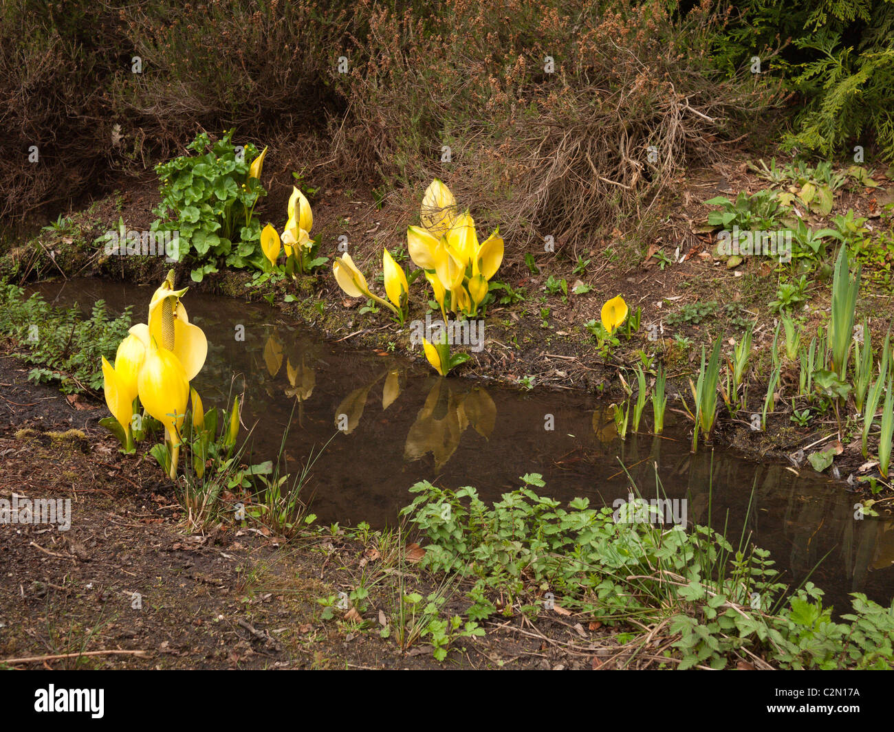 young pitcher plant growing in Isabella Plantation, Richmond Park ...