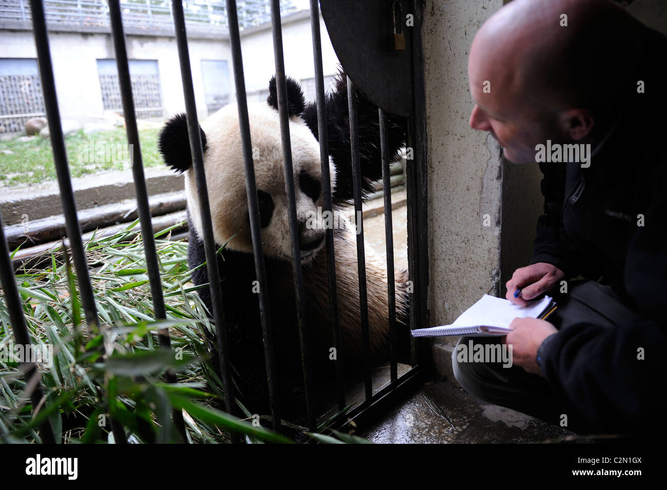 Edinburgh zoo pandas hi-res stock photography and images - Alamy