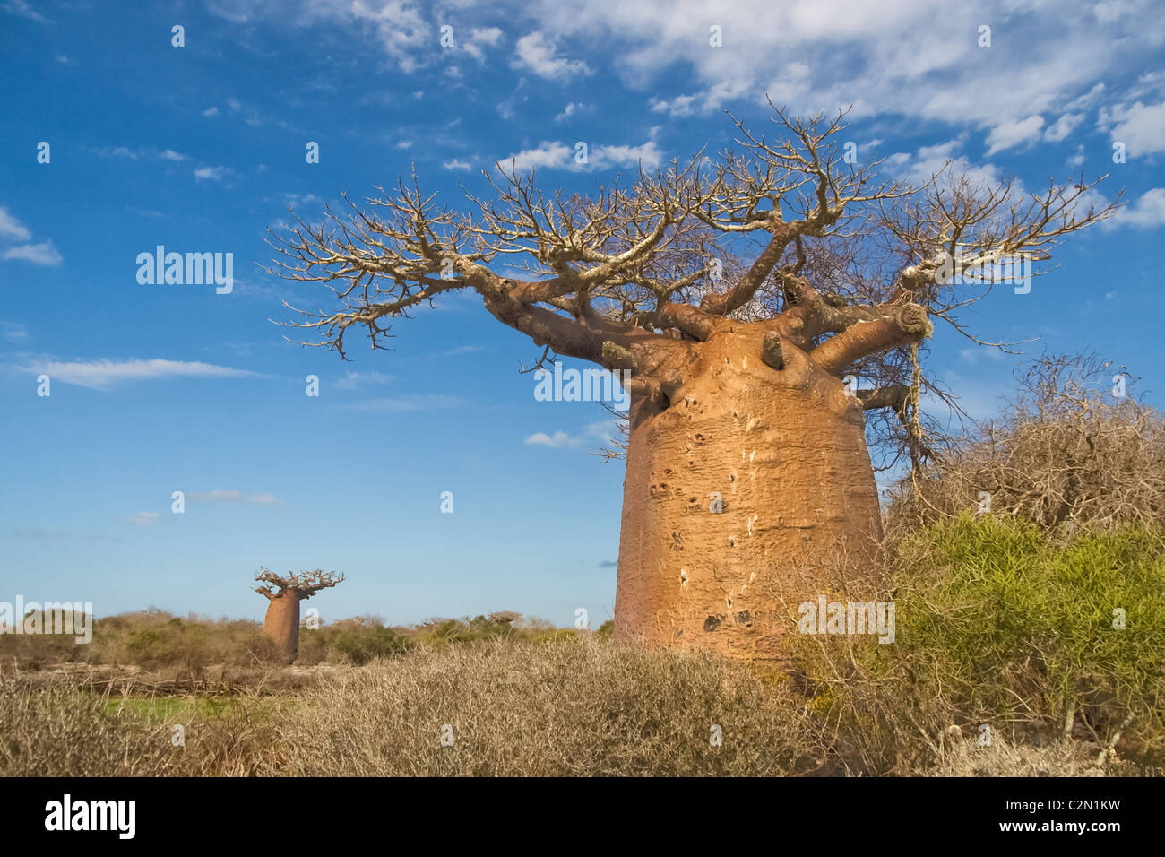 Baobab trees from Andavadoaka, Madagascar Stock Photo - Alamy