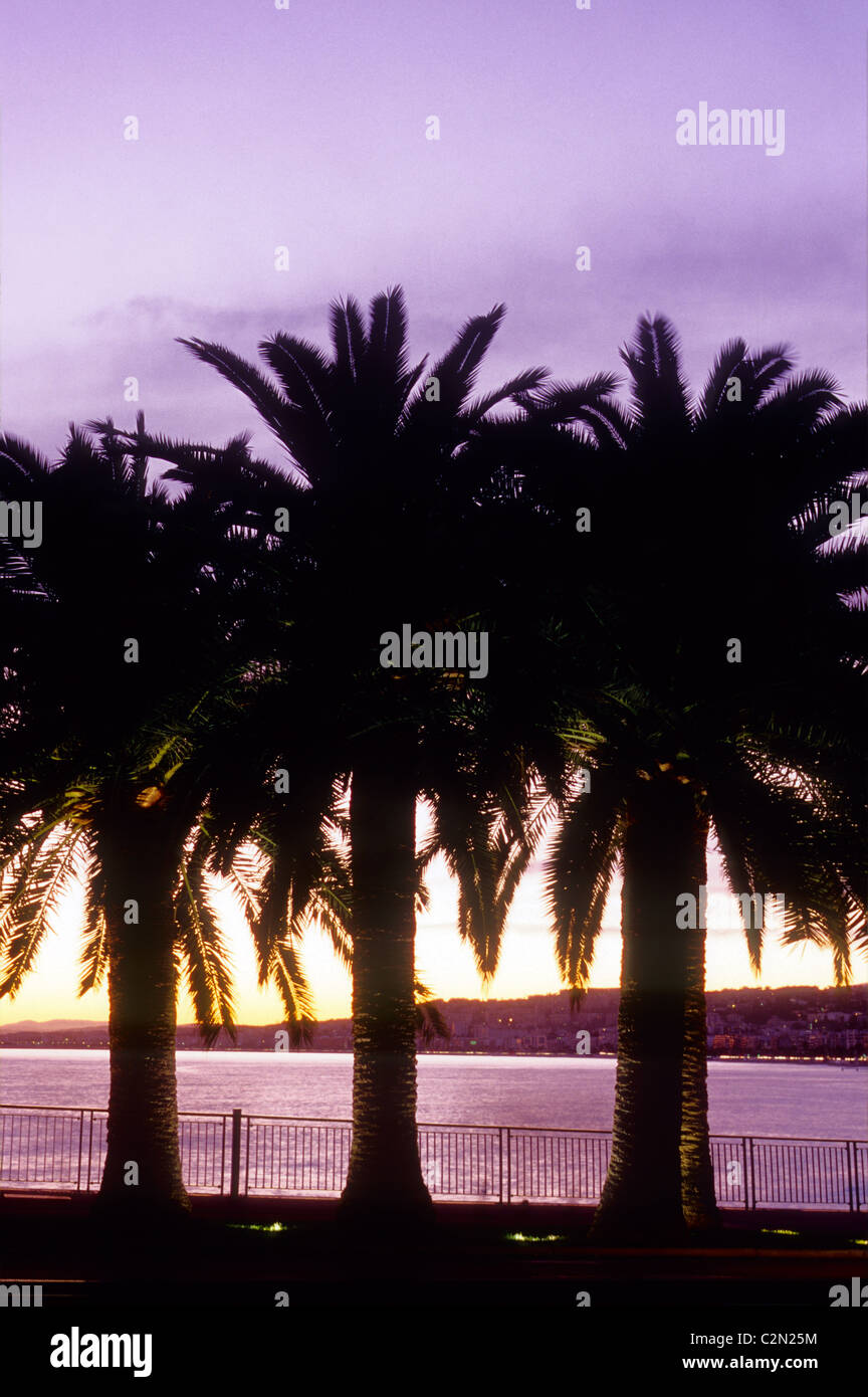 Purple sunset palm tree hi-res stock photography and images - Alamy