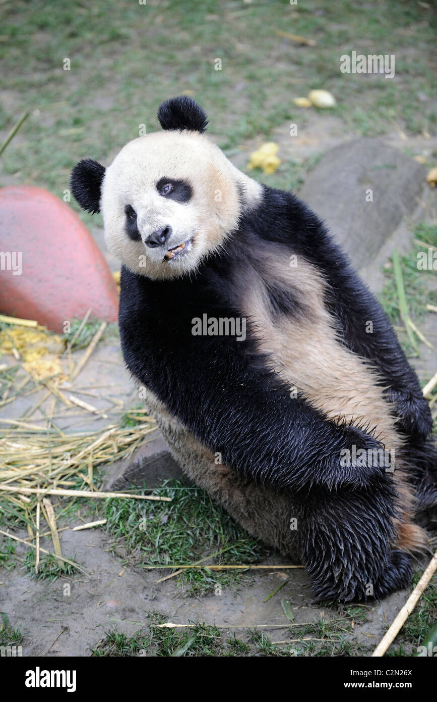 Seven-year-old Yangguang in Bifengxia Panda Base, Yaan, Sichuan, China ...