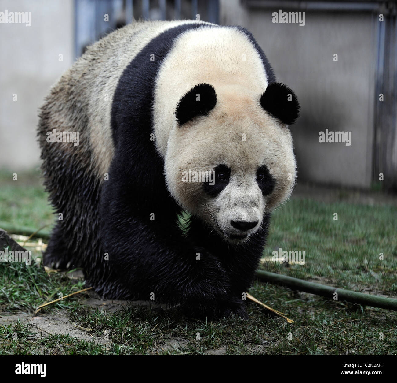 Seven-year-old Yangguang in Bifengxia Panda Base, Yaan, Sichuan, China ...