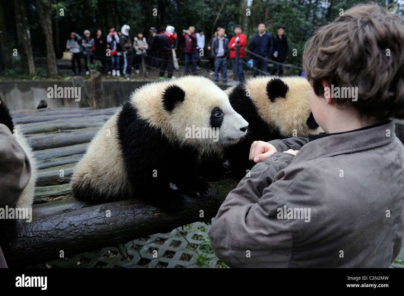 Chinese pandas hi-res stock photography and images - Alamy