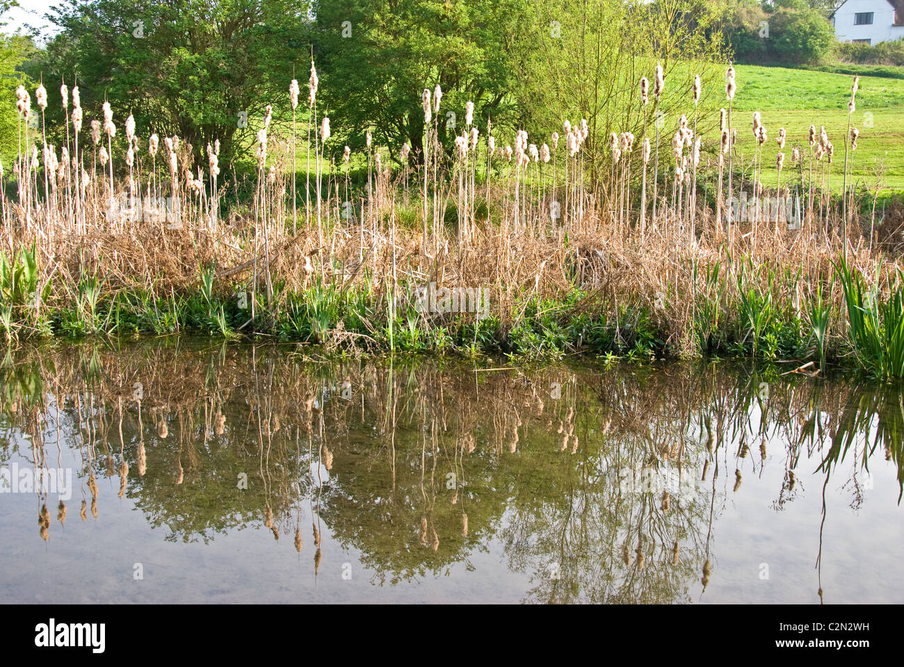 Bulrushes in water hi-res stock photography and images - Alamy