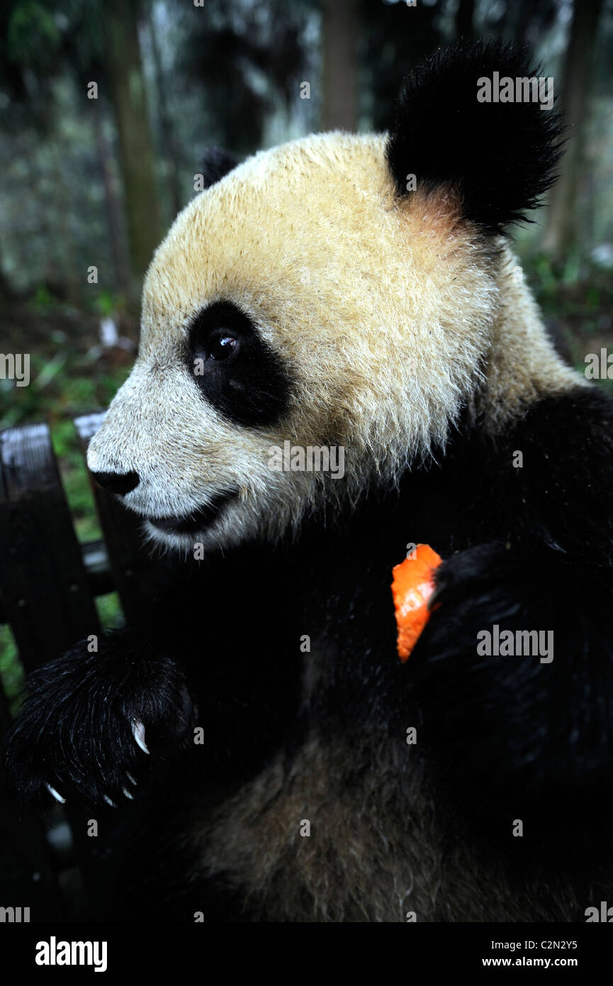 A panda with a carrot in Bifengxia Panda Base, Yaan, Sichuan, China. 05 ...