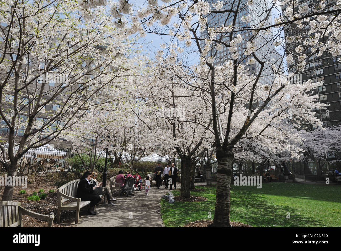 In April, cherry trees bloom in a park in Battery Park City, a ...