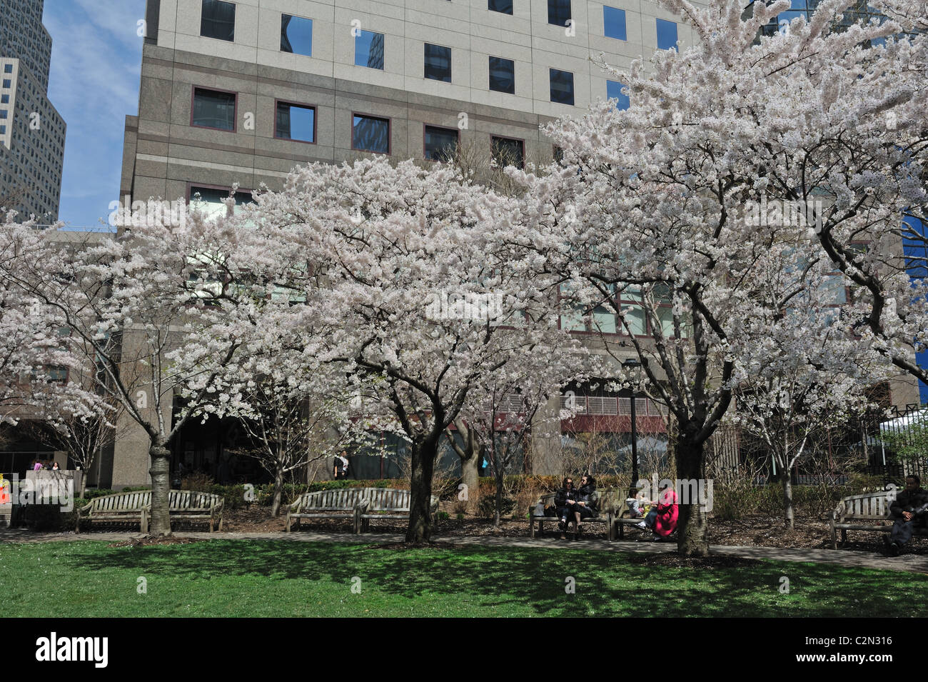 In April, cherry trees bloom in a park in Battery Park City, a ...