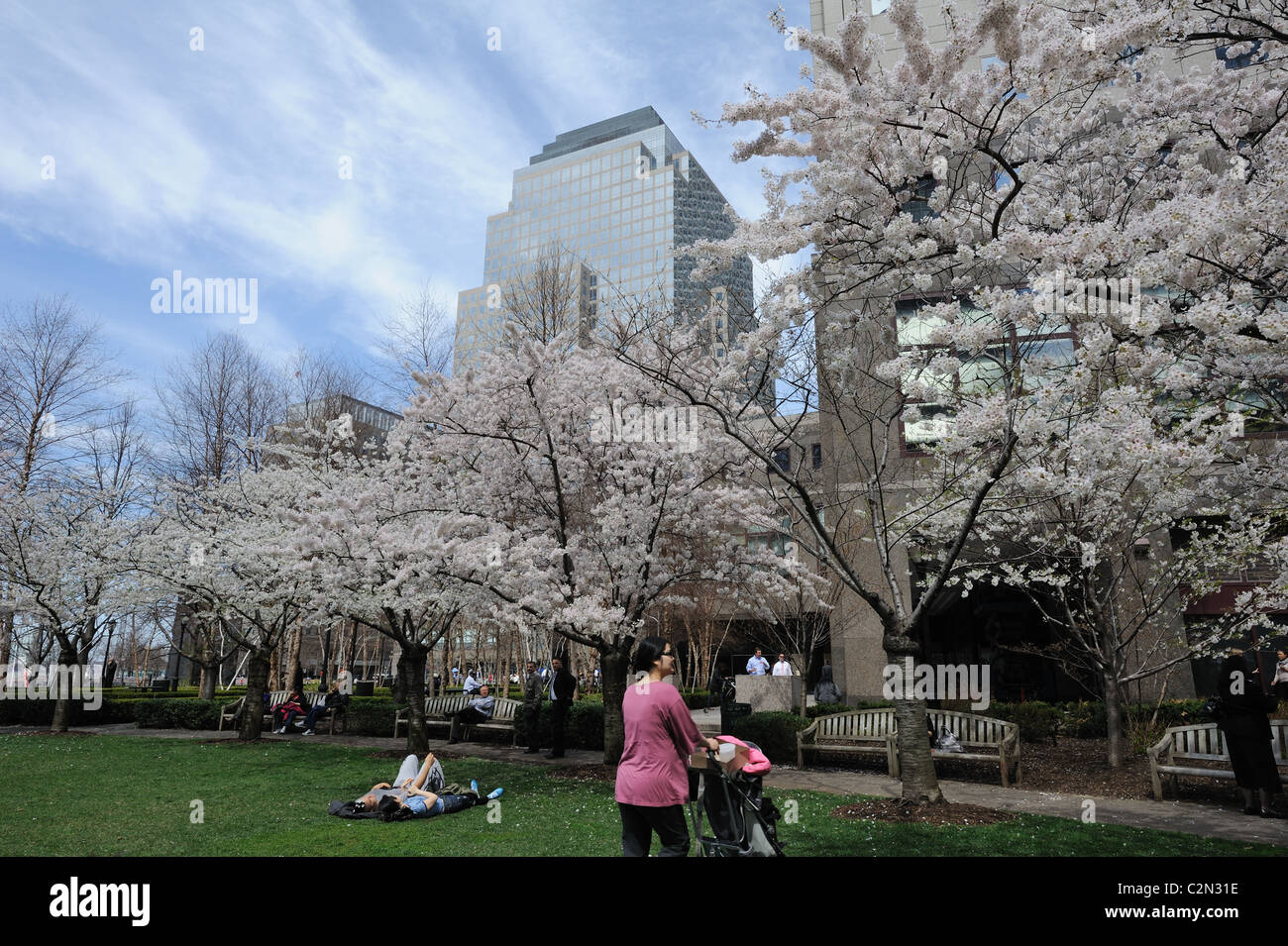 In April, cherry trees bloom in a park in Battery Park City, a ...