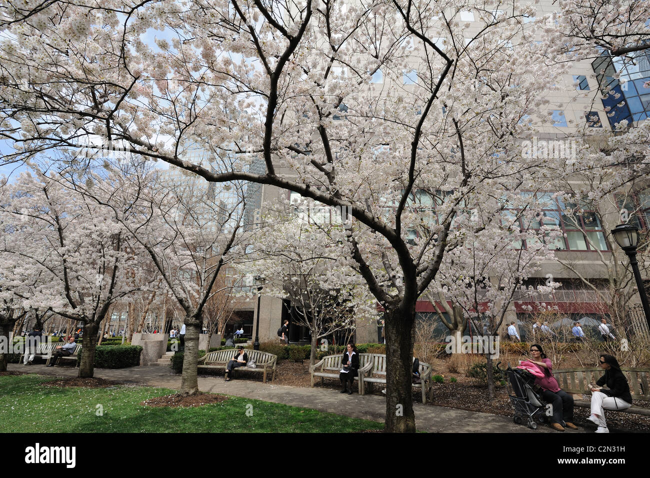 In April, cherry trees bloom in a park in Battery Park City, a ...