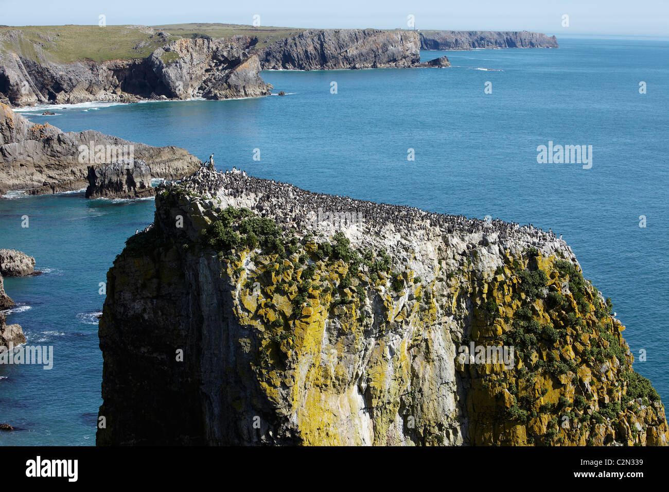 Guillemots on top of Stack Rock, Pembrokeshire Coast, Wales, UK Stock ...
