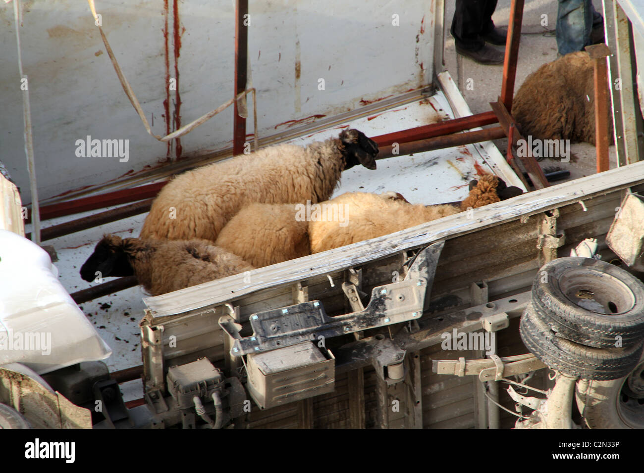 Lorry carrying sheep crashes Stock Photo - Alamy