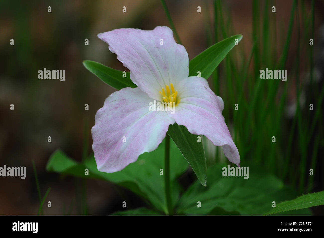 Pink Trillium flower in a spring in Ontario Stock Photo - Alamy
